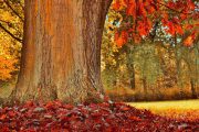 Mighty Oak Tree Symbolism: Ultimate Guide - SimplyBeyondHerbs