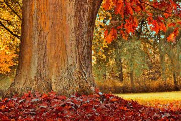 Mighty Oak Tree Symbolism: Ultimate Guide - SimplyBeyondHerbs