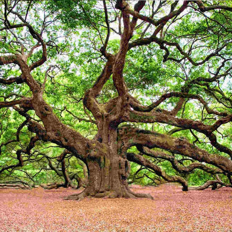 Mighty Oak Tree Symbolism: Ultimate Guide - SimplyBeyondHerbs