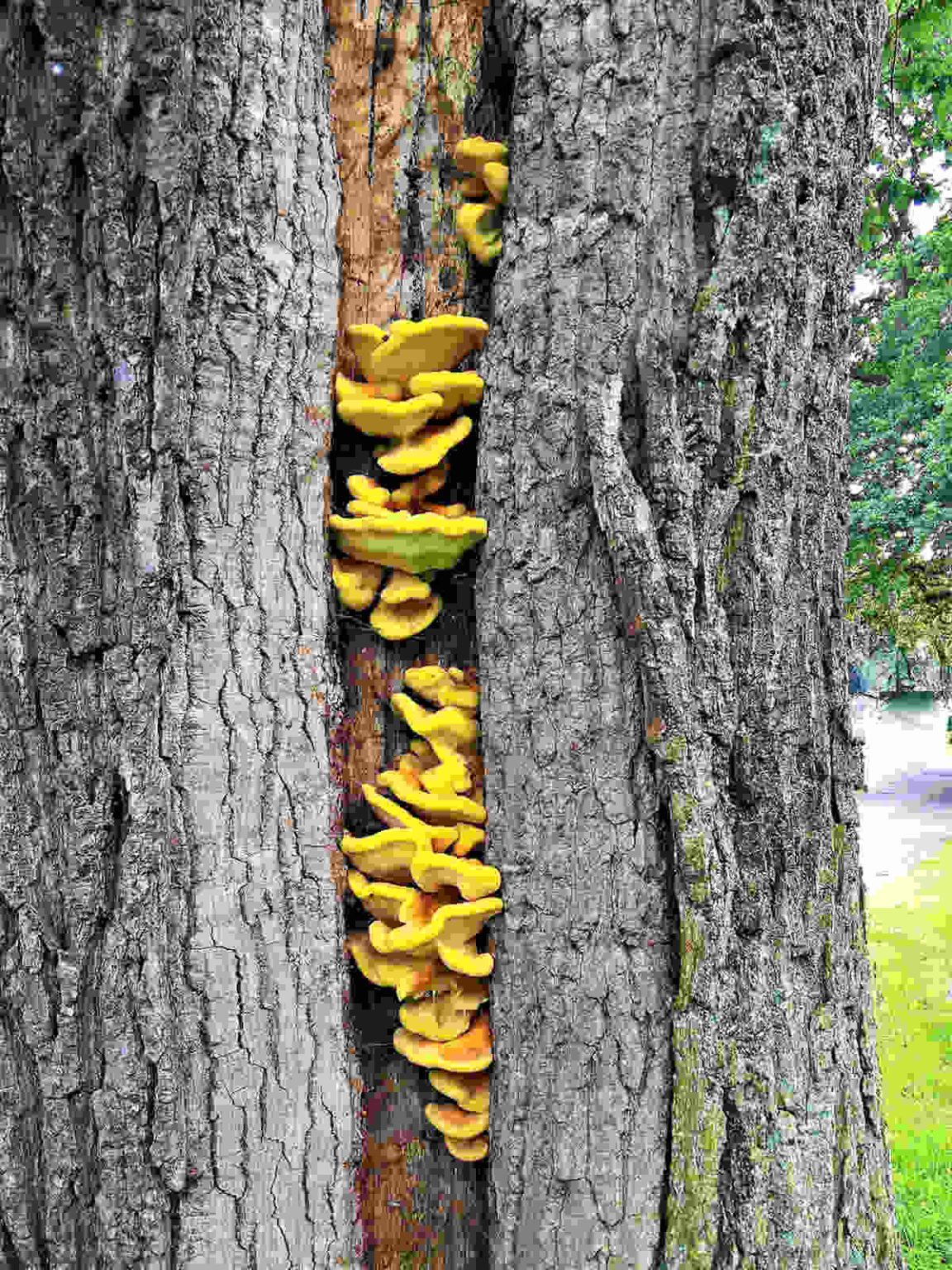 Mighty Oak Tree Symbolism: Ultimate Guide - SimplyBeyondHerbs