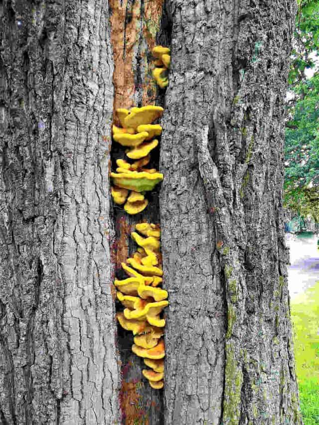 Mighty Oak Tree Symbolism: Ultimate Guide - SimplyBeyondHerbs