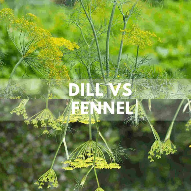 15+ Plants that look like dill: Ultimate Collection - SimplyBeyondHerbs