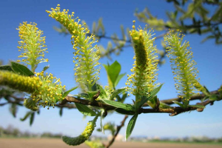 Willow Tree Symbolism and Meaning: The Ultimate Guide - SimplyBeyondHerbs