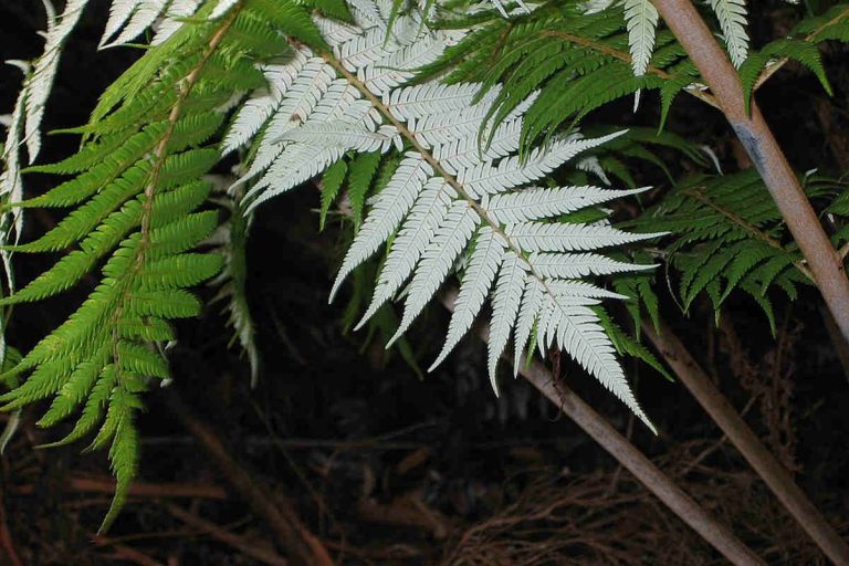 Symbolism of Fern Plants - SimplyBeyondHerbs
