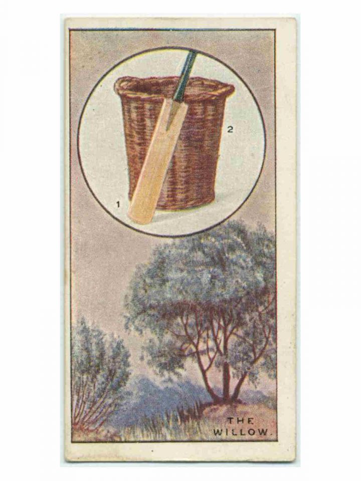 Willow Tree Symbolism and Meaning: The Ultimate Guide - SimplyBeyondHerbs