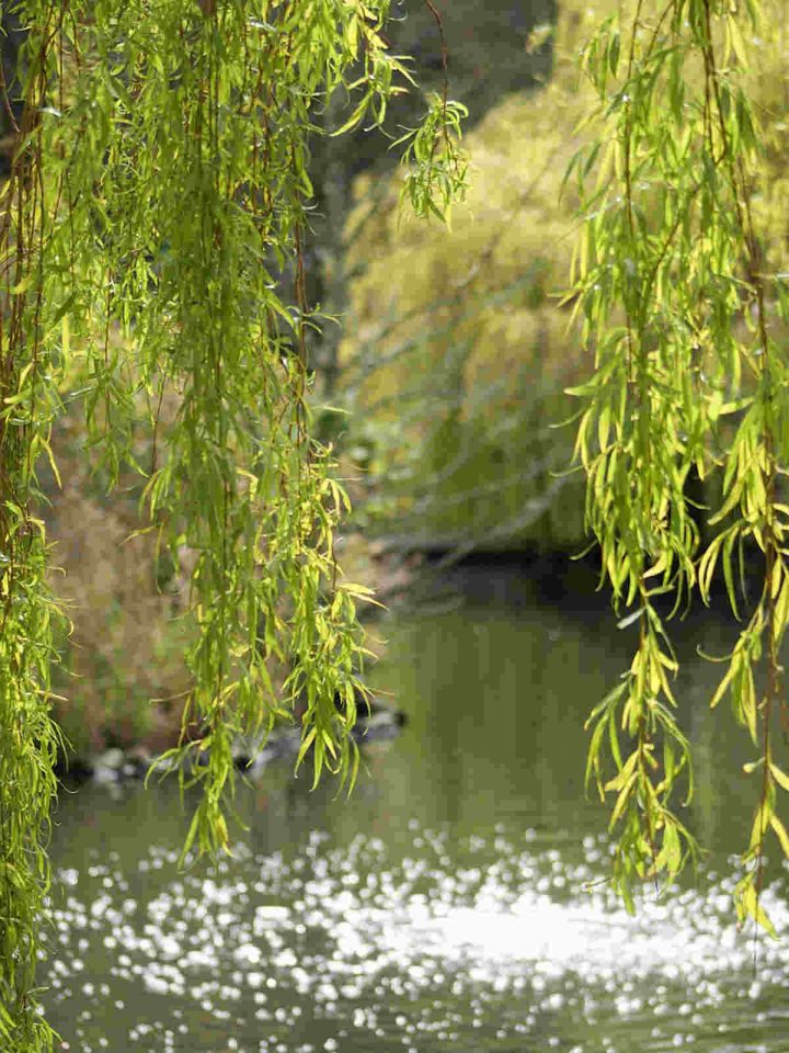 Willow Tree Symbolism and Meaning: The Ultimate Guide - SimplyBeyondHerbs