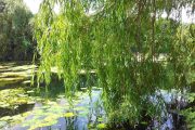 Willow Tree Symbolism and Meaning: The Ultimate Guide - SimplyBeyondHerbs