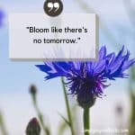 500+ Amazing Flower Captions for Instagram to Bloom - SimplyBeyondHerbs