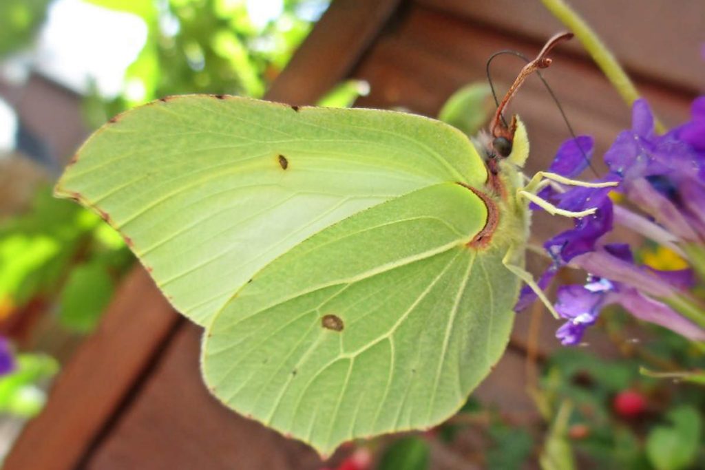 Yellow Butterfly Symbolism and Spiritual Meaning - SimplyBeyondHerbs