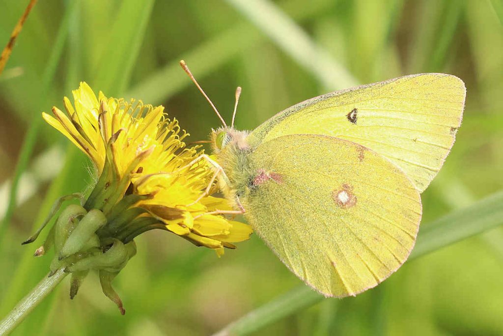 Yellow Butterfly Symbolism and Spiritual Meaning - SimplyBeyondHerbs