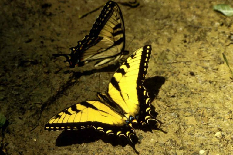 Yellow Butterfly Symbolism and Spiritual Meaning - SimplyBeyondHerbs