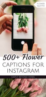 500+ Amazing Flower Captions for Instagram to Bloom - SimplyBeyondHerbs