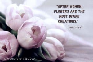 500+ Amazing Flower Captions for Instagram to Bloom - SimplyBeyondHerbs