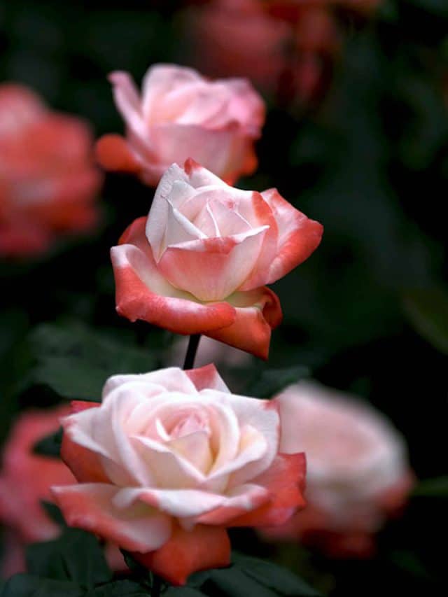 10+ Beautiful Benefits of Rose for Skin - SimplyBeyondHerbs