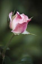 10+ Beautiful Benefits of Rose for Skin - SimplyBeyondHerbs