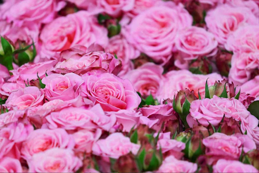 10+ Beautiful Benefits of Rose for Skin - SimplyBeyondHerbs