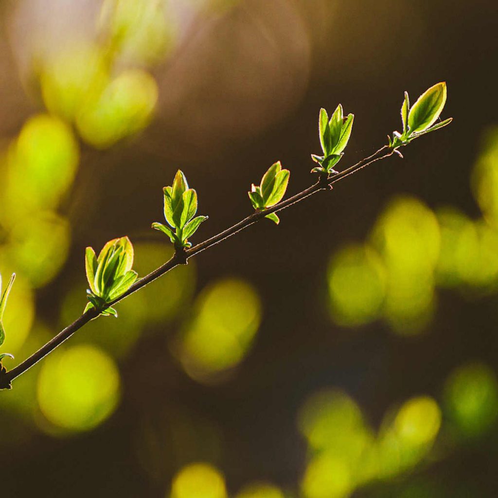 Spring Symbolism: The Ultimate Guide to the time of renewal ...