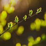 Spring Symbolism: The Ultimate Guide to the time of renewal ...