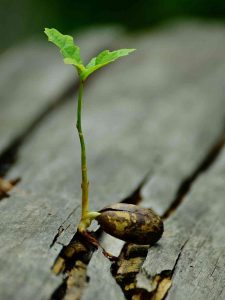 Spring Symbolism: The Ultimate Guide to the time of renewal ...