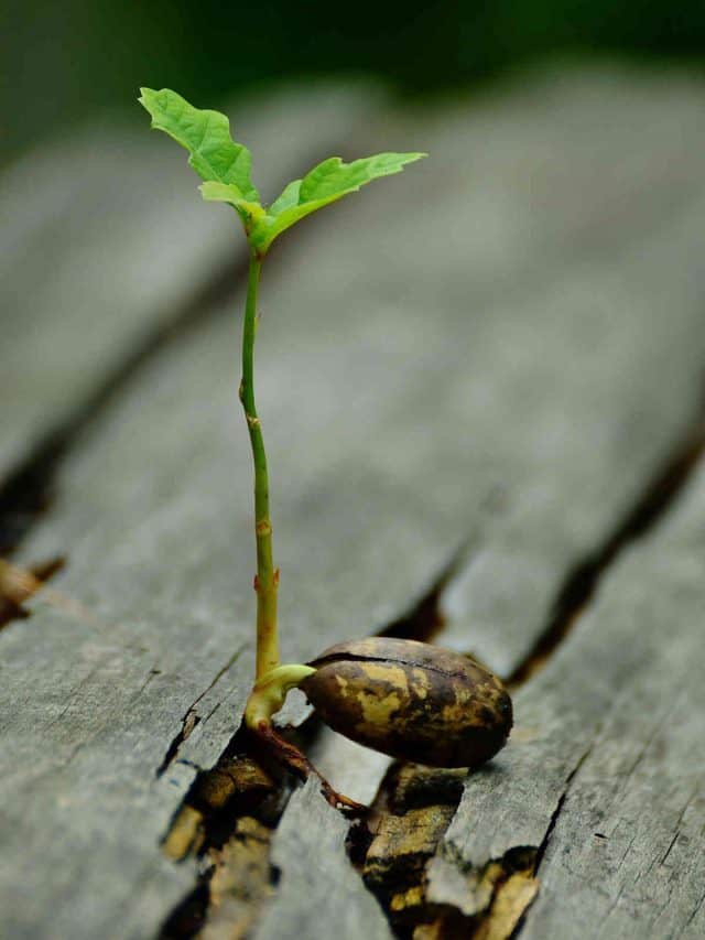 Spring Symbolism: The Ultimate Guide to the time of renewal ...