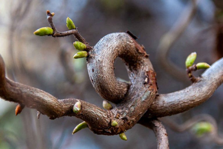 Spring Symbolism: The Ultimate Guide to the time of renewal ...