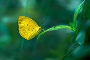 Yellow Butterfly Symbolism and Spiritual Meaning - SimplyBeyondHerbs