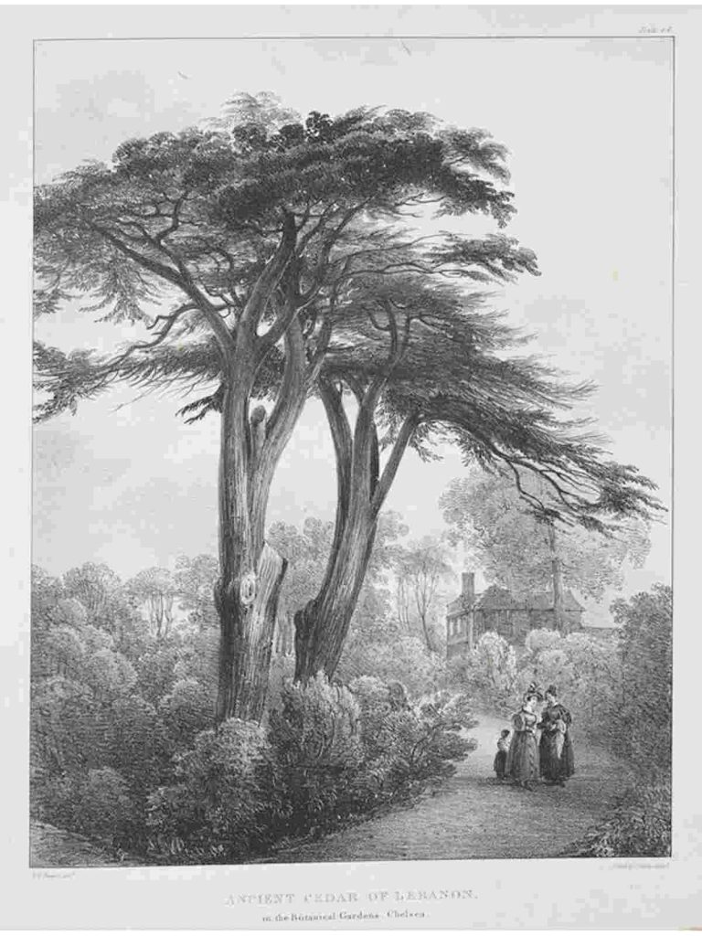 Meaning of Cedar Tree and its symbolism: Ultimate Guide - SimplyBeyondHerbs