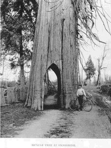 Meaning of Cedar Tree and its symbolism: Ultimate Guide - SimplyBeyondHerbs