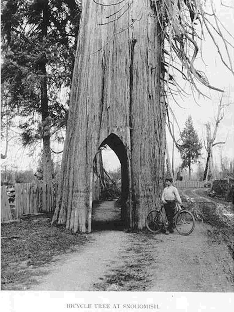 Meaning of Cedar Tree and its symbolism: Ultimate Guide - SimplyBeyondHerbs