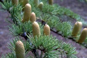 Meaning of Cedar Tree and its symbolism: Ultimate Guide - SimplyBeyondHerbs