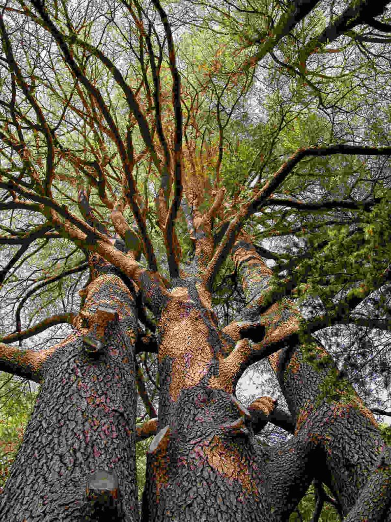 Meaning of Cedar Tree and its symbolism: Ultimate Guide - SimplyBeyondHerbs