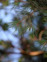 Meaning of Cedar Tree and its symbolism: Ultimate Guide - SimplyBeyondHerbs