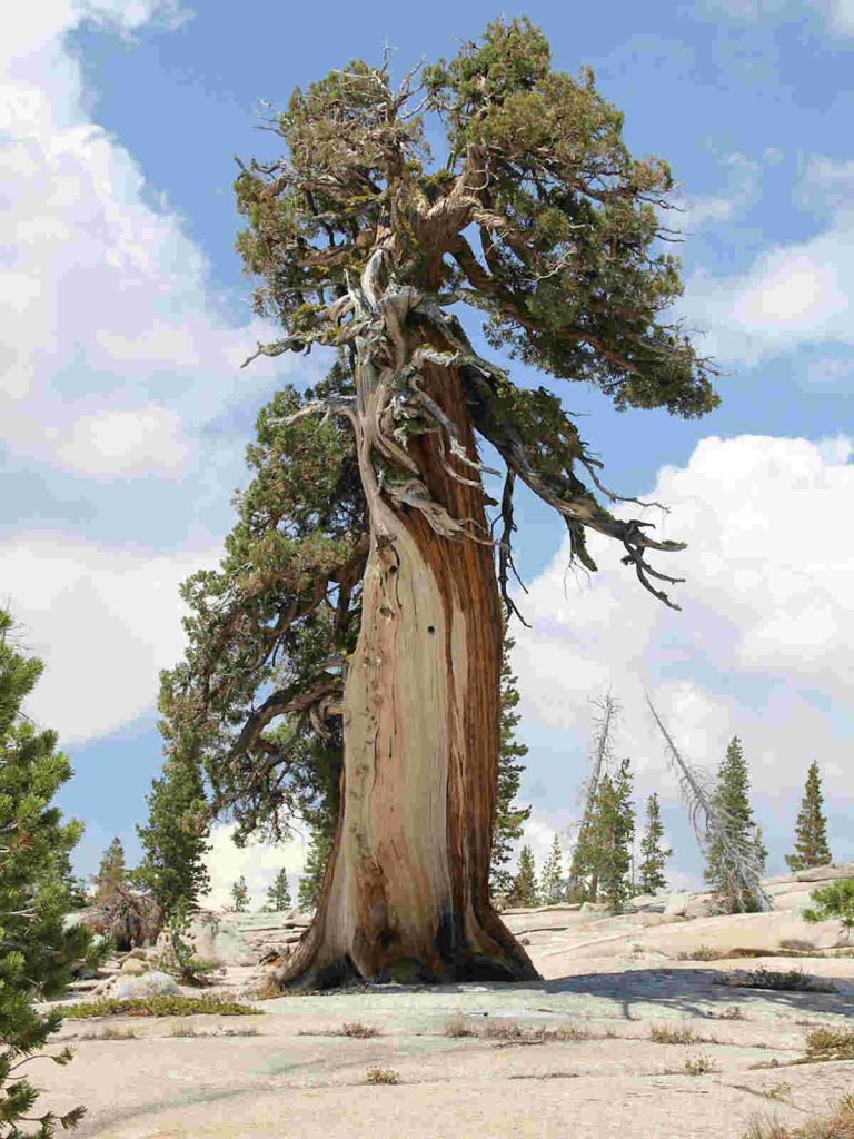 Meaning of Cedar Tree and its symbolism: Ultimate Guide - SimplyBeyondHerbs