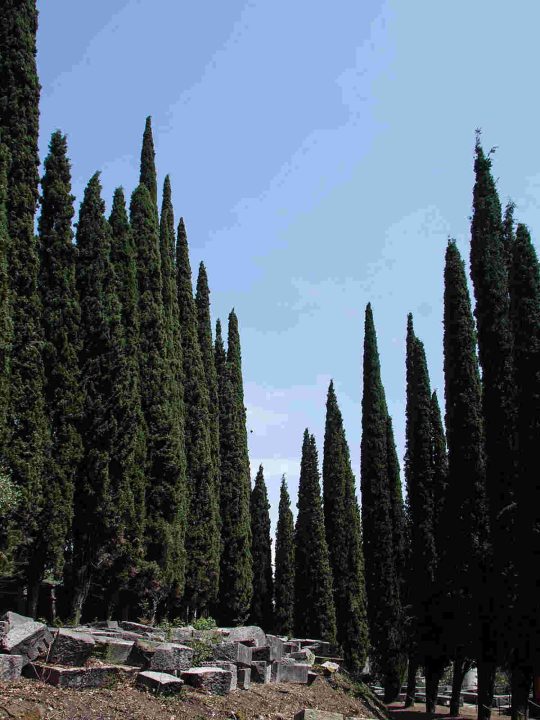 Cypress Tree Symbolism and Meaning Behind: Ultimate Guide ...