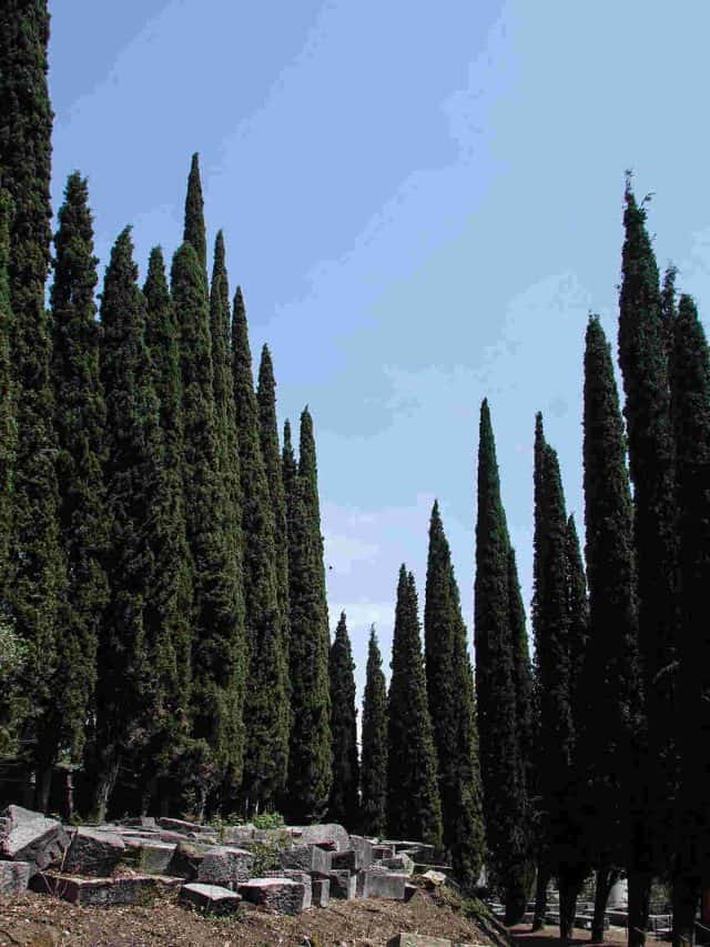 Cypress Tree Symbolism and Meaning Behind: Ultimate Guide - The Sleeper ...
