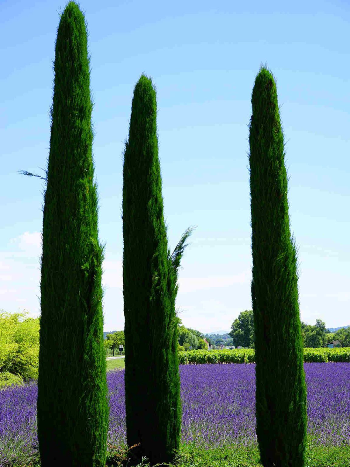 Cypress Tree Symbolism and Meaning Behind: Ultimate Guide ... Cypress Tree Symbolism and Meaning Behind: Ultimate Guide ...