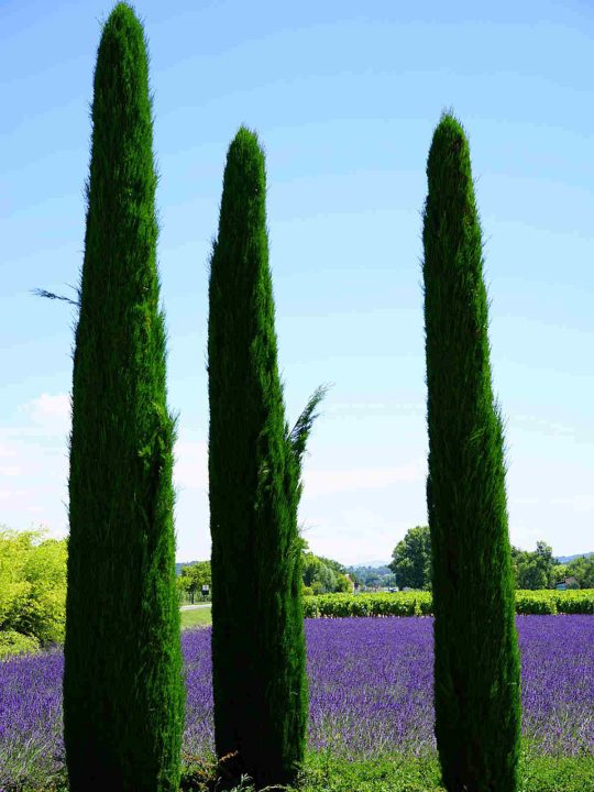 Cypress Tree Symbolism and Meaning Behind: Ultimate Guide ...