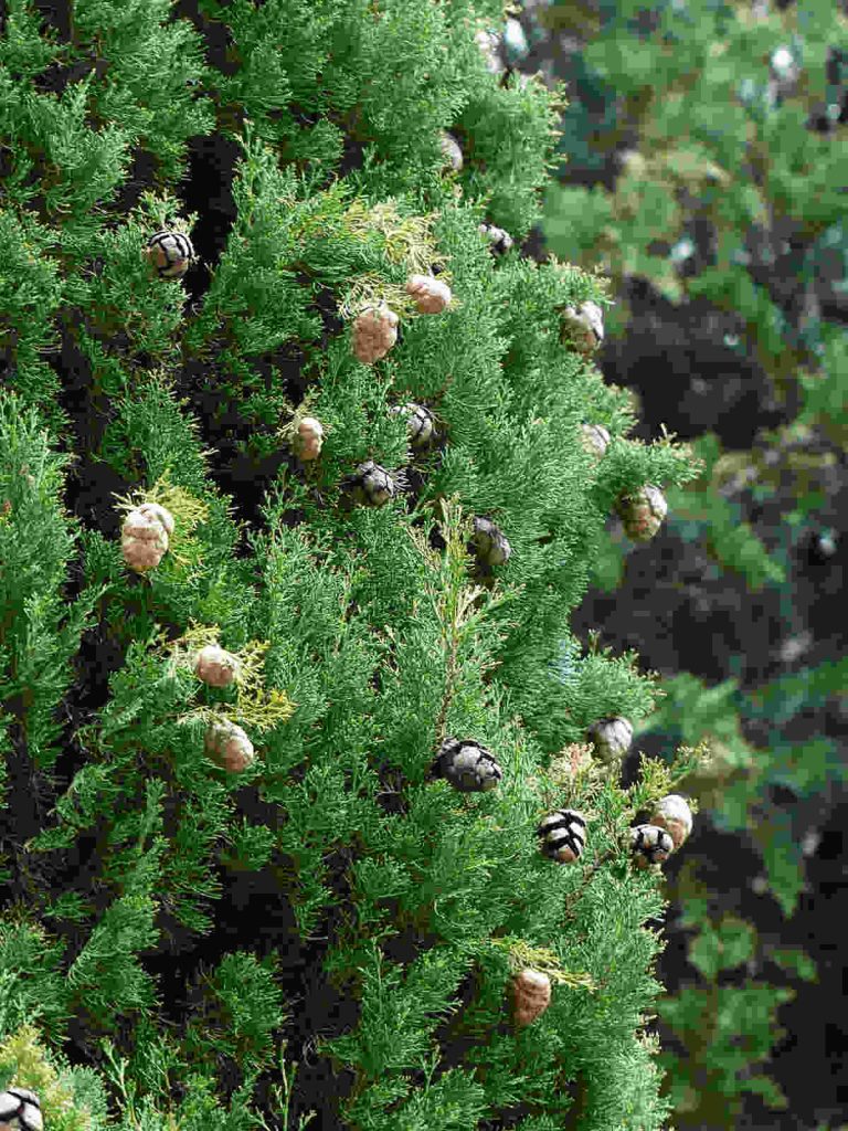 Cypress Tree Symbolism and Meaning Behind: Ultimate Guide ...