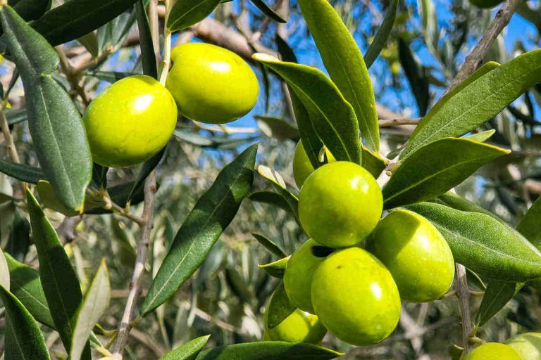 Olive Tree Symbolism: Ultimate Guide to Tree Meaning - SimplyBeyondHerbs