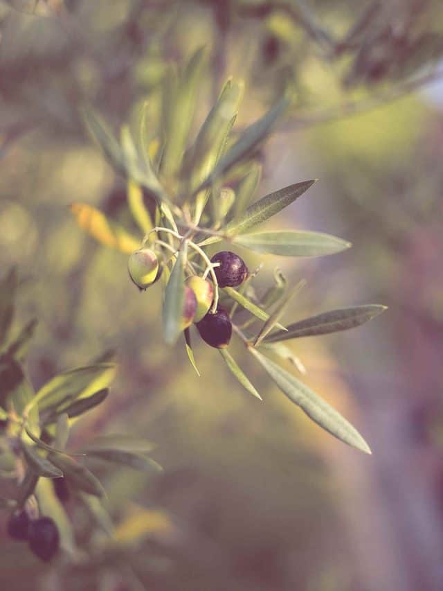 Olive Tree Symbolism: Ultimate Guide to Tree Meaning - SimplyBeyondHerbs