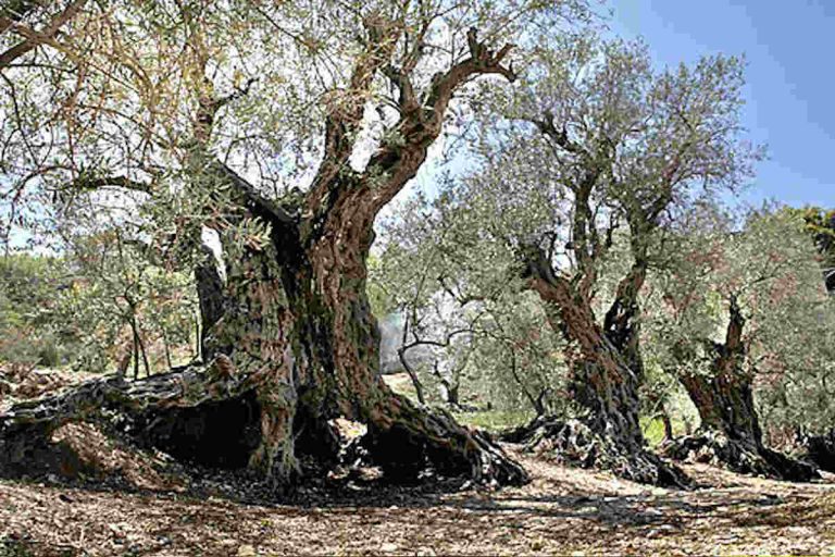 Olive Tree Symbolism: Ultimate Guide to Tree Meaning - SimplyBeyondHerbs