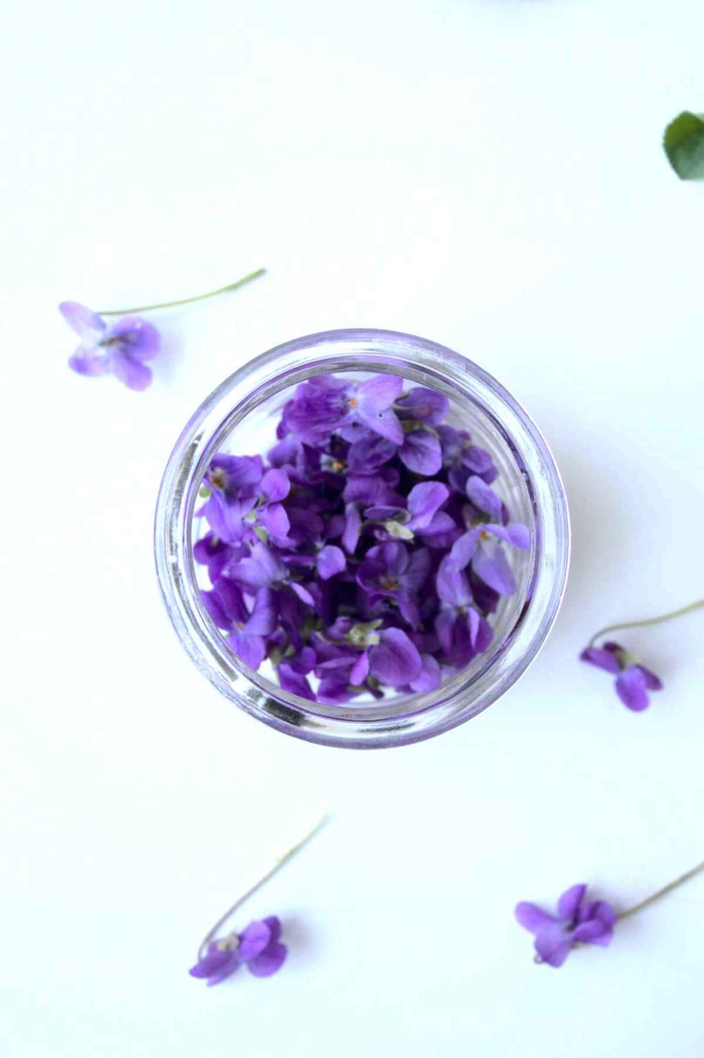 How to Make Violet Tea: Foraged Wild Violet Tea Recipe - SimplyBeyondHerbs