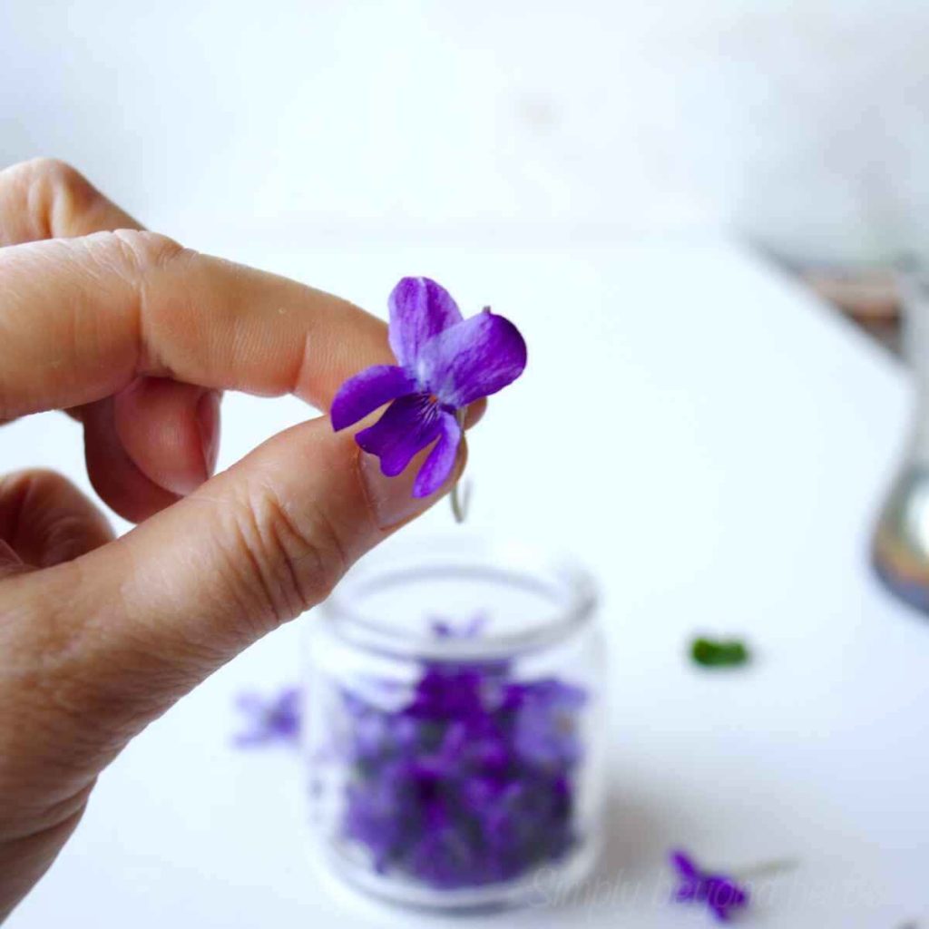 How to Make Violet Tea: Foraged Wild Violet Tea Recipe - SimplyBeyondHerbs