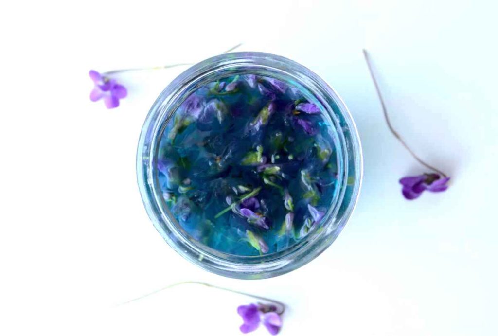 How to Make Violet Tea: Foraged Wild Violet Tea Recipe - SimplyBeyondHerbs