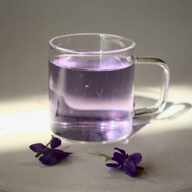 How to Make Violet Tea: Foraged Wild Violet Tea Recipe - SimplyBeyondHerbs