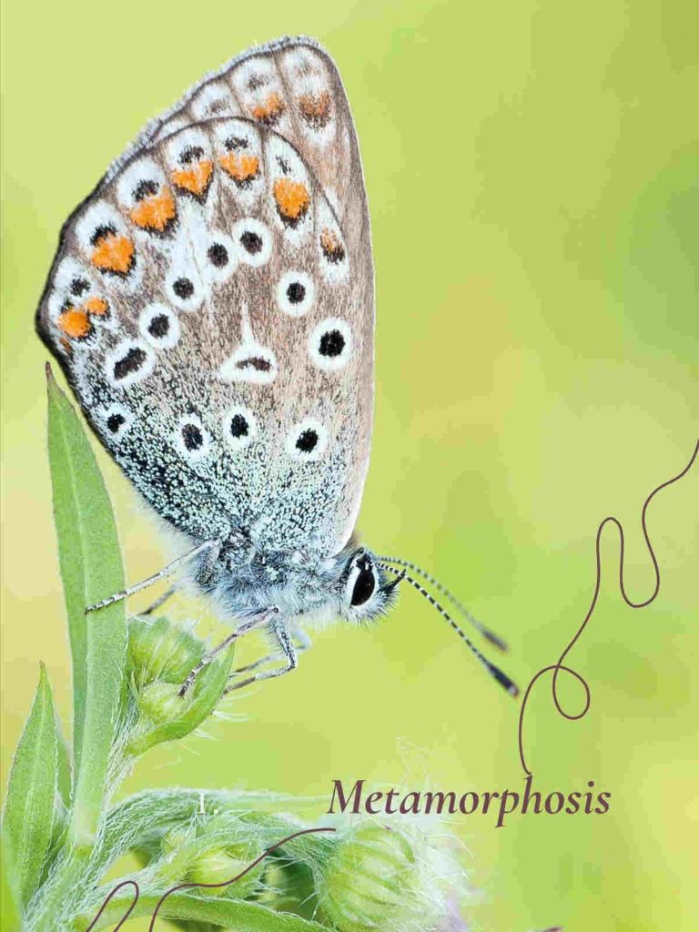 250+ Enchanting Butterfly Captions for Instagram - SimplyBeyondHerbs