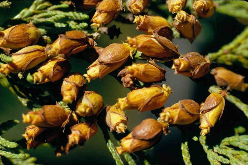 Meaning of Cedar Tree and its symbolism: Ultimate Guide - SimplyBeyondHerbs