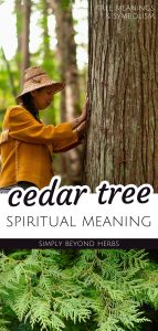 Meaning of Cedar Tree and its symbolism: Ultimate Guide - SimplyBeyondHerbs