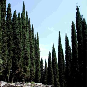 Over 400 Perfect Tree Captions for Instagram - SimplyBeyondHerbs