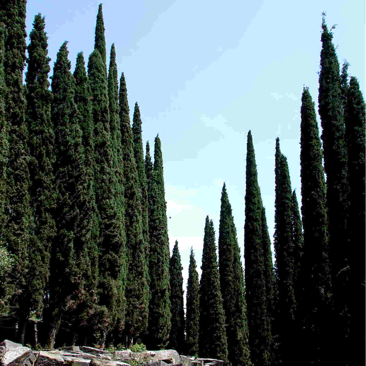 Cypress Tree Symbolism and Meaning Behind: Ultimate Guide ...